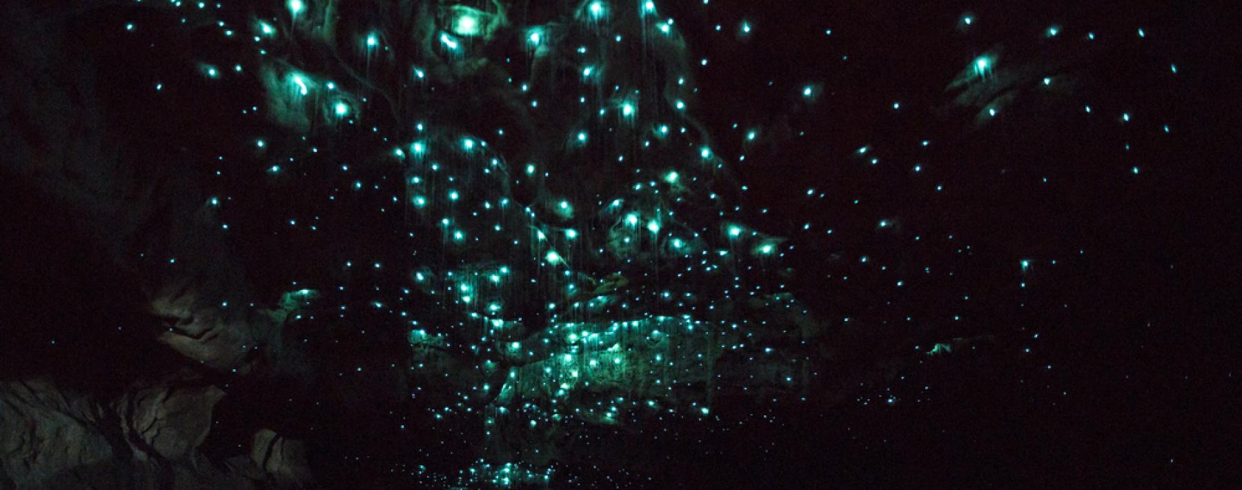 Waitomo Caves – Tiki Wine