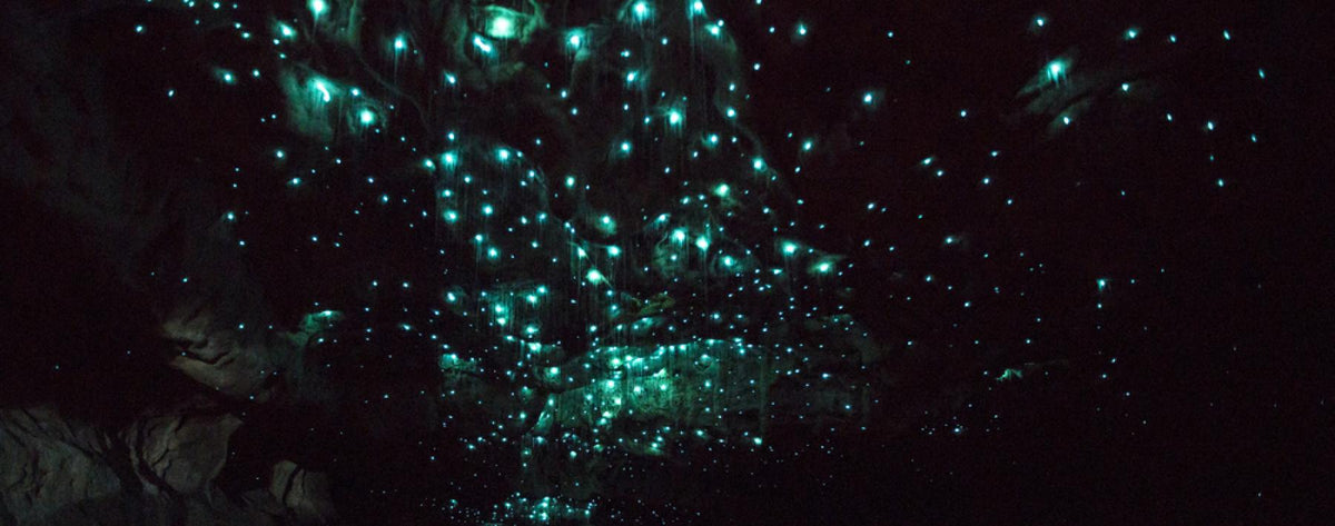 Waitomo Caves – Tiki Wine