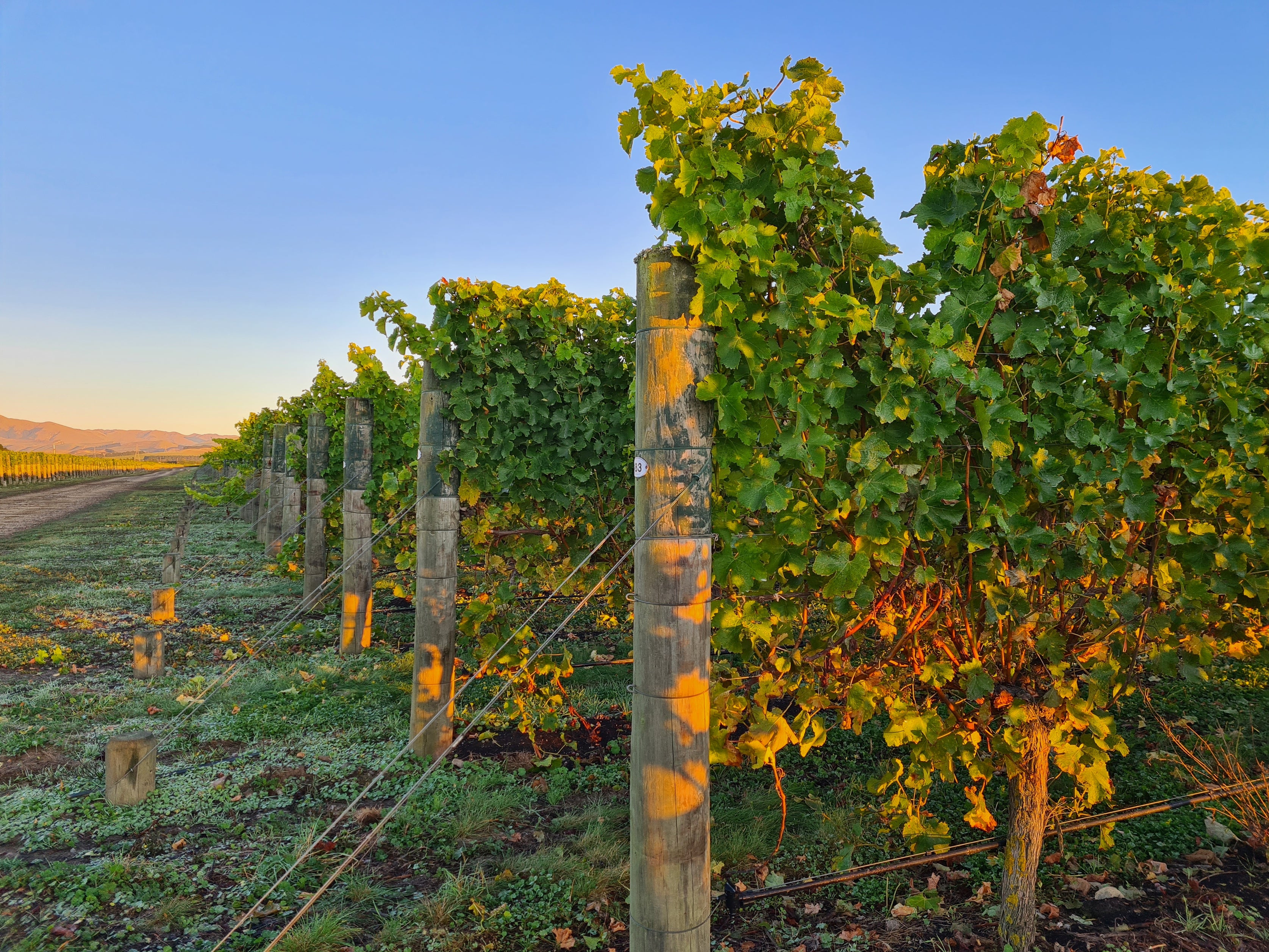 Tiki Wines: an eye for adventure, a taste for good wine.